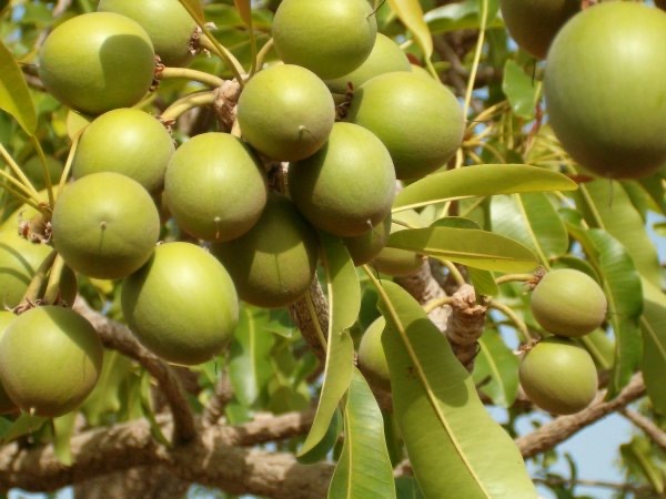 Néma Nature : Acheter du beurre de karité 100 % naturel